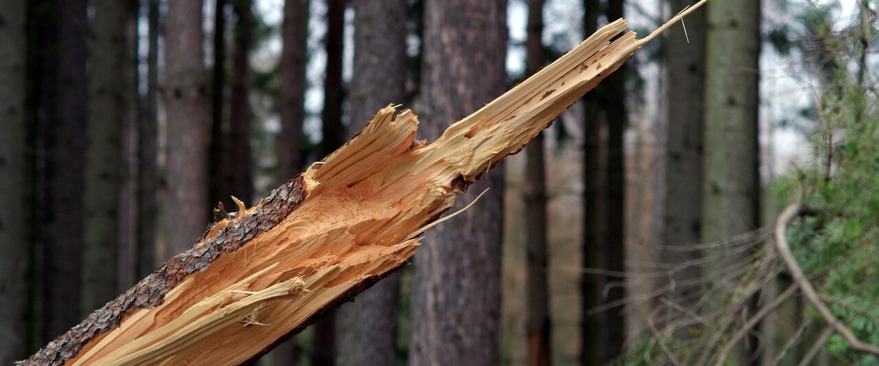 Safely removing fallen branches after a storm - Gardencare